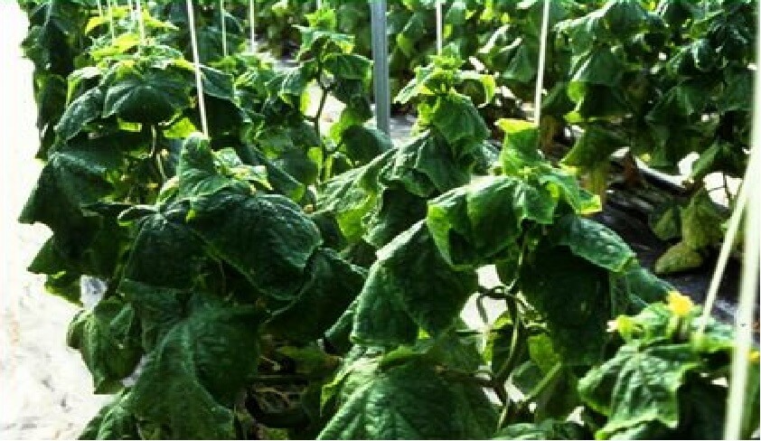 El Estrés Vegetal Parte I Estrés Por Altas Temperaturas Intagri Sc